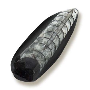 Orthoceras | WhatAEarth