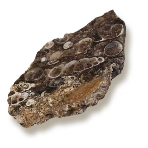 Turritella Fossil | WhatAEarth