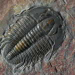 Trilobite | WhatAEarth