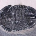 Trilobite | WhatAEarth