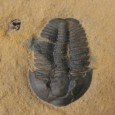 Trilobite | WhatAEarth