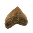 Corax Shark Teeth | WhatAEarth